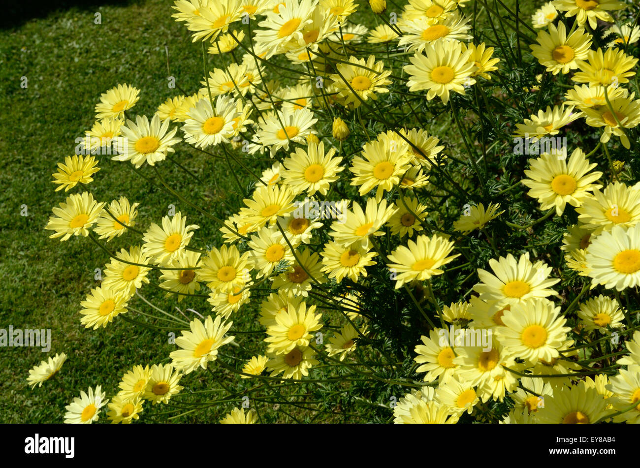 Yellow Anthemis tinctoria flowers waregrave Stock Photo - Alamy