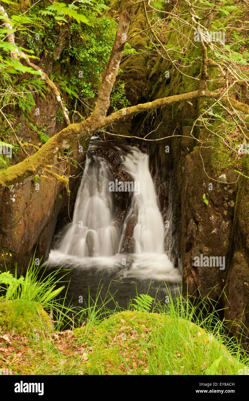 Buchan trees scotland hi-res stock photography and images - Alamy