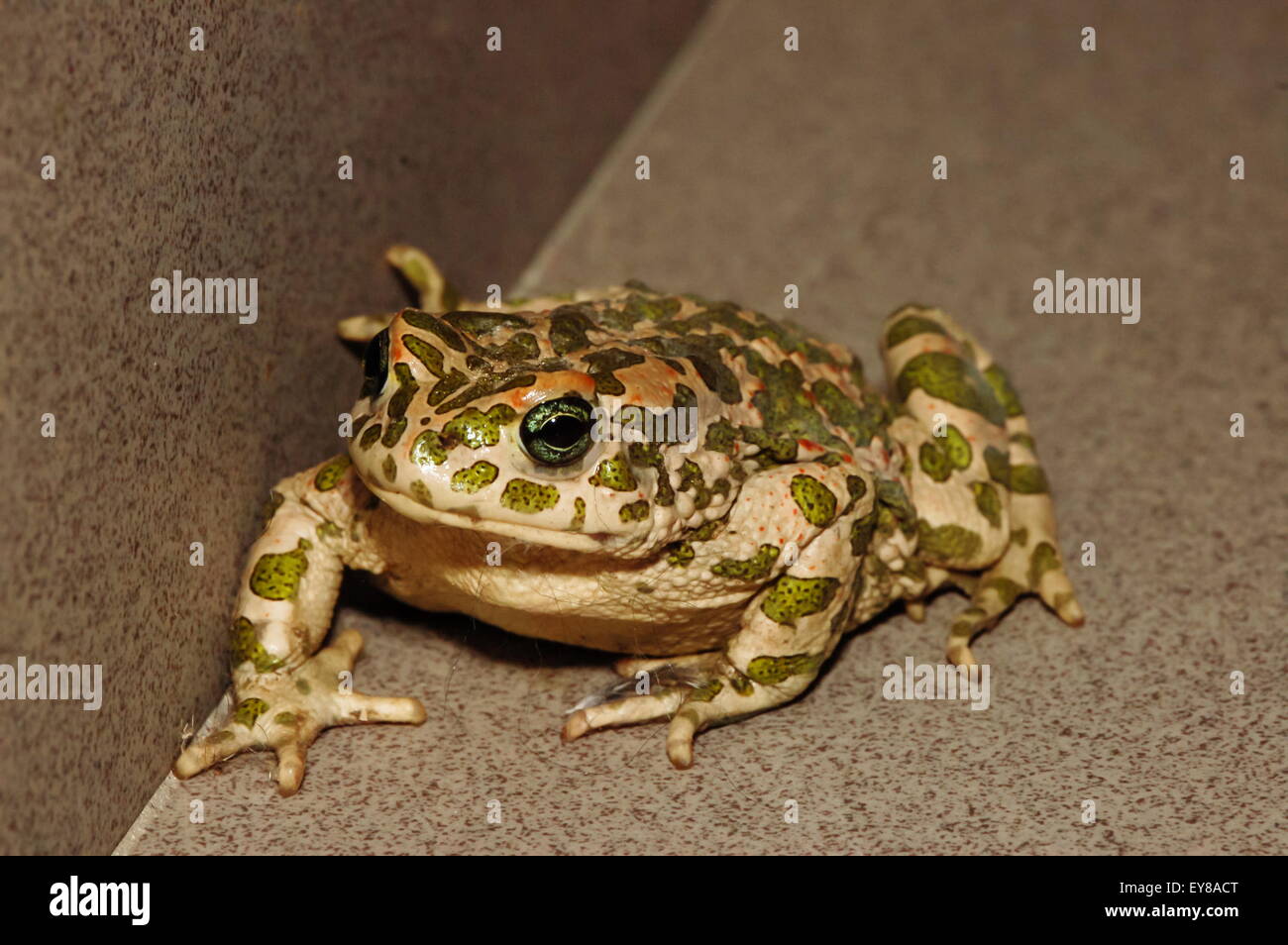 Common European Toad Stock Photo - Alamy