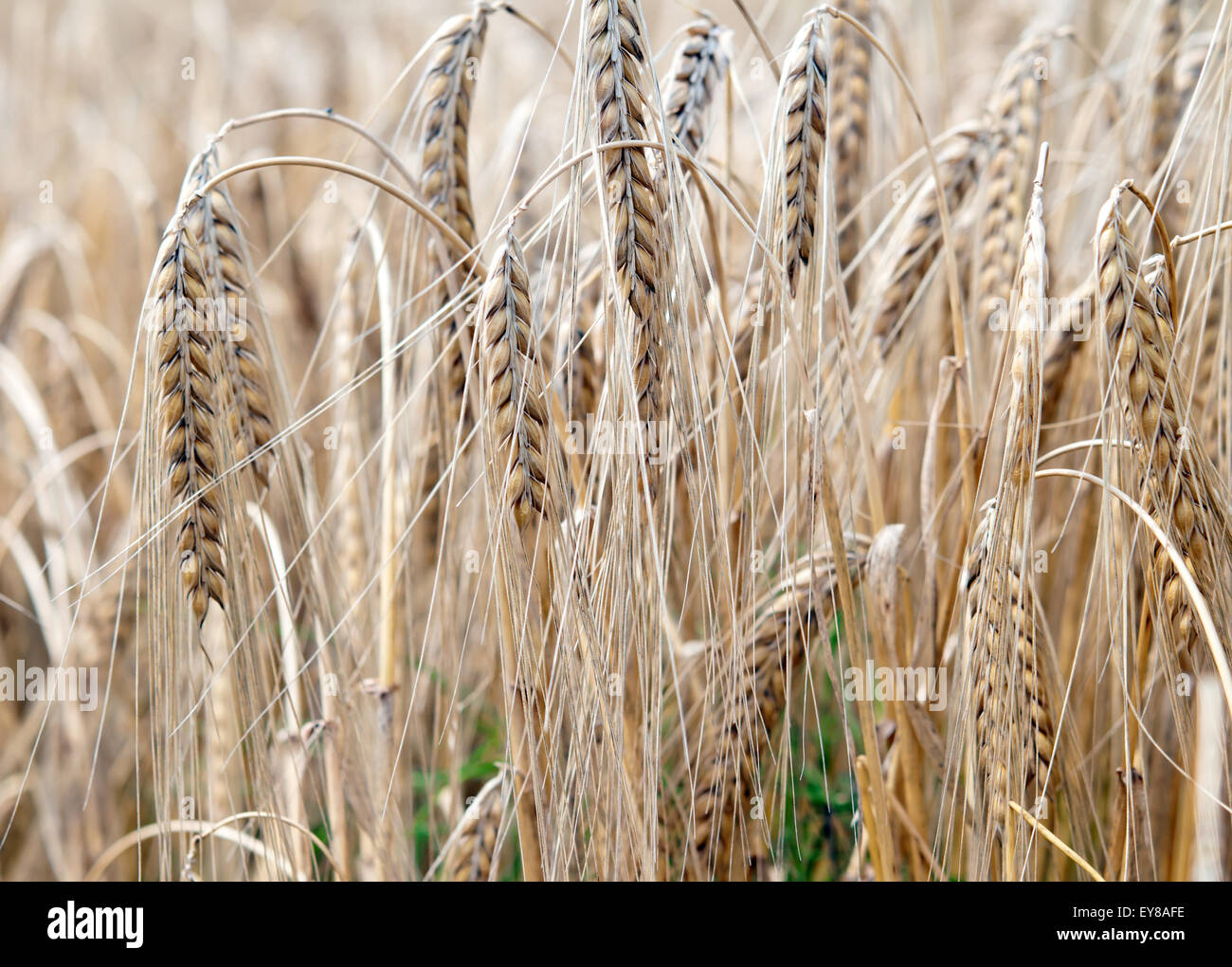 Agriculture barley bread hi-res stock photography and images - Alamy