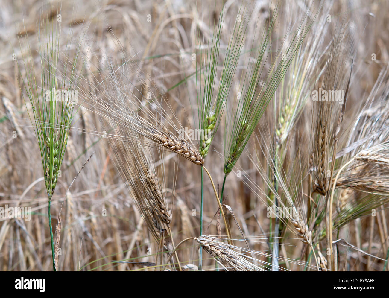 Barley agriculture hi-res stock photography and images - Alamy