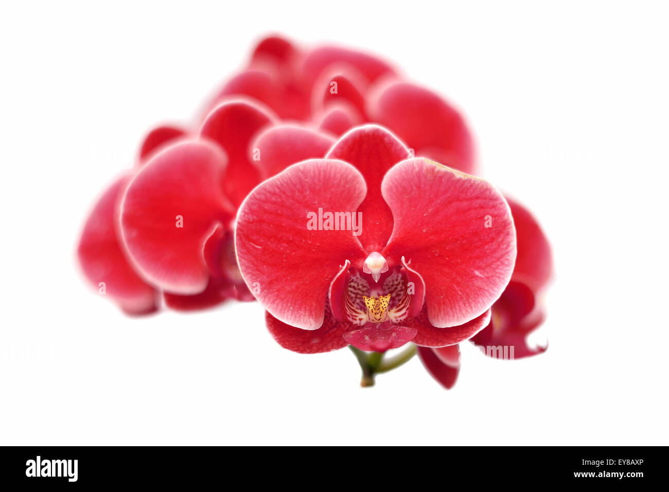 exotic red color orchid flower isolated on white background Stock Photo ...