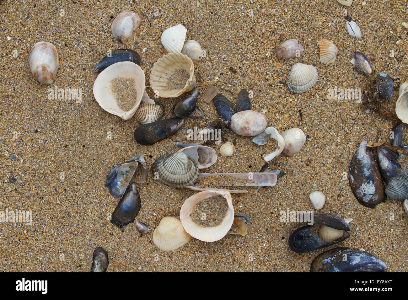 Collection of shells on beach, Normandy. France Stock Photo - Alamy