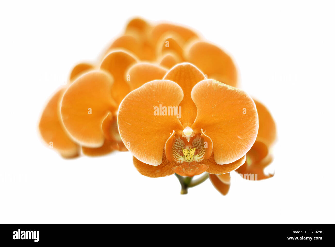 exotic orange color orchid flower isolated on white background Stock ...