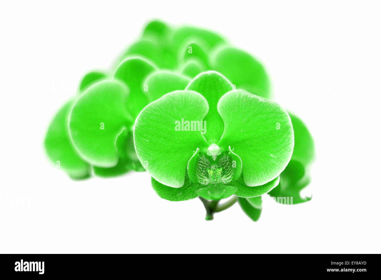 exotic green color orchid flower isolated on white background Stock ...