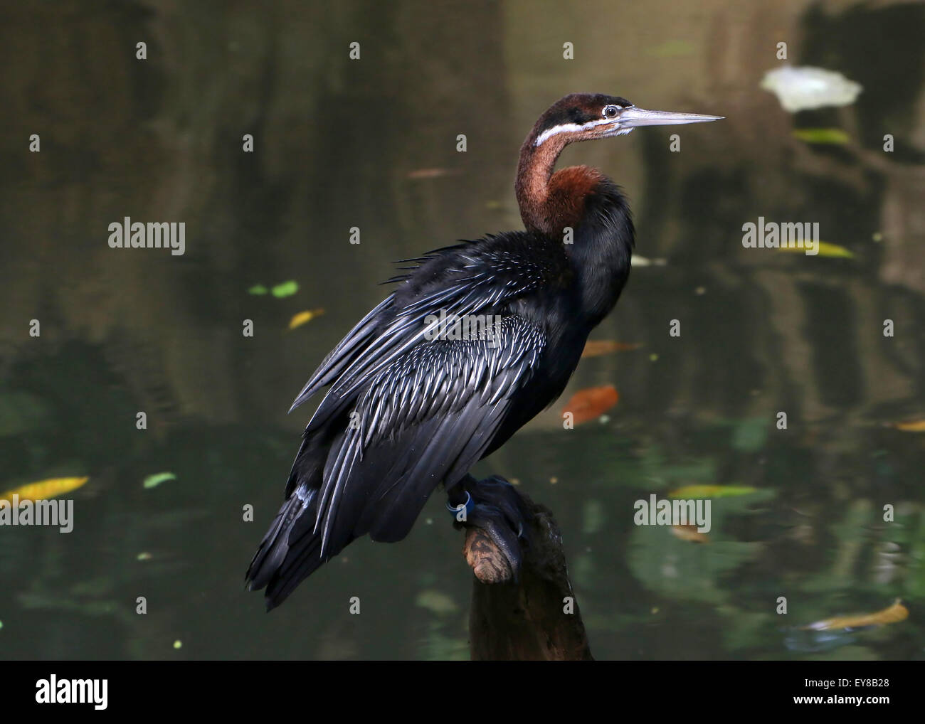 Pato africano hi-res stock photography and images - Alamy