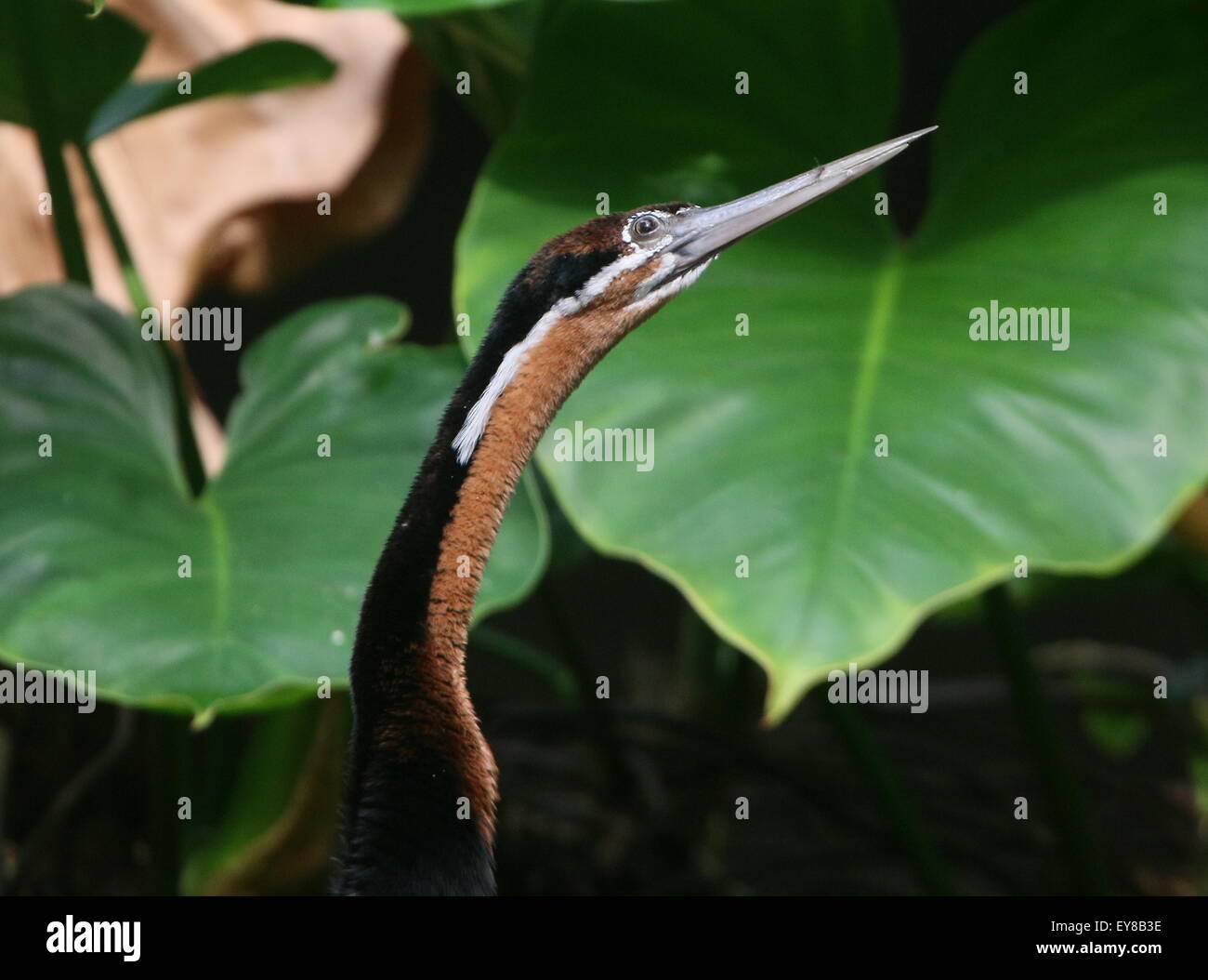 Pato africano hi-res stock photography and images - Alamy