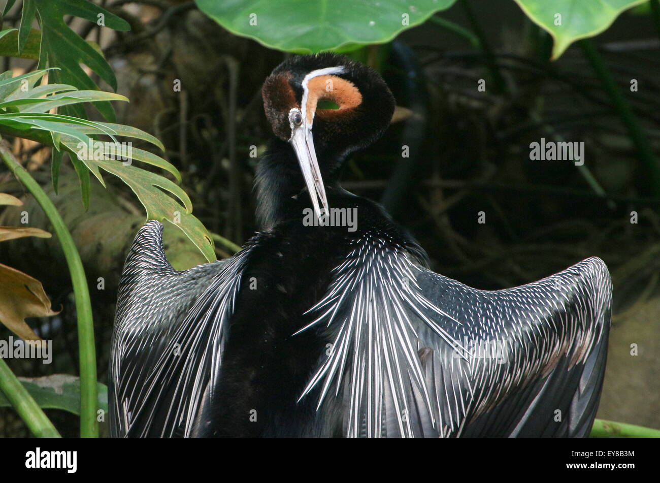 Pato africano hi-res stock photography and images - Alamy