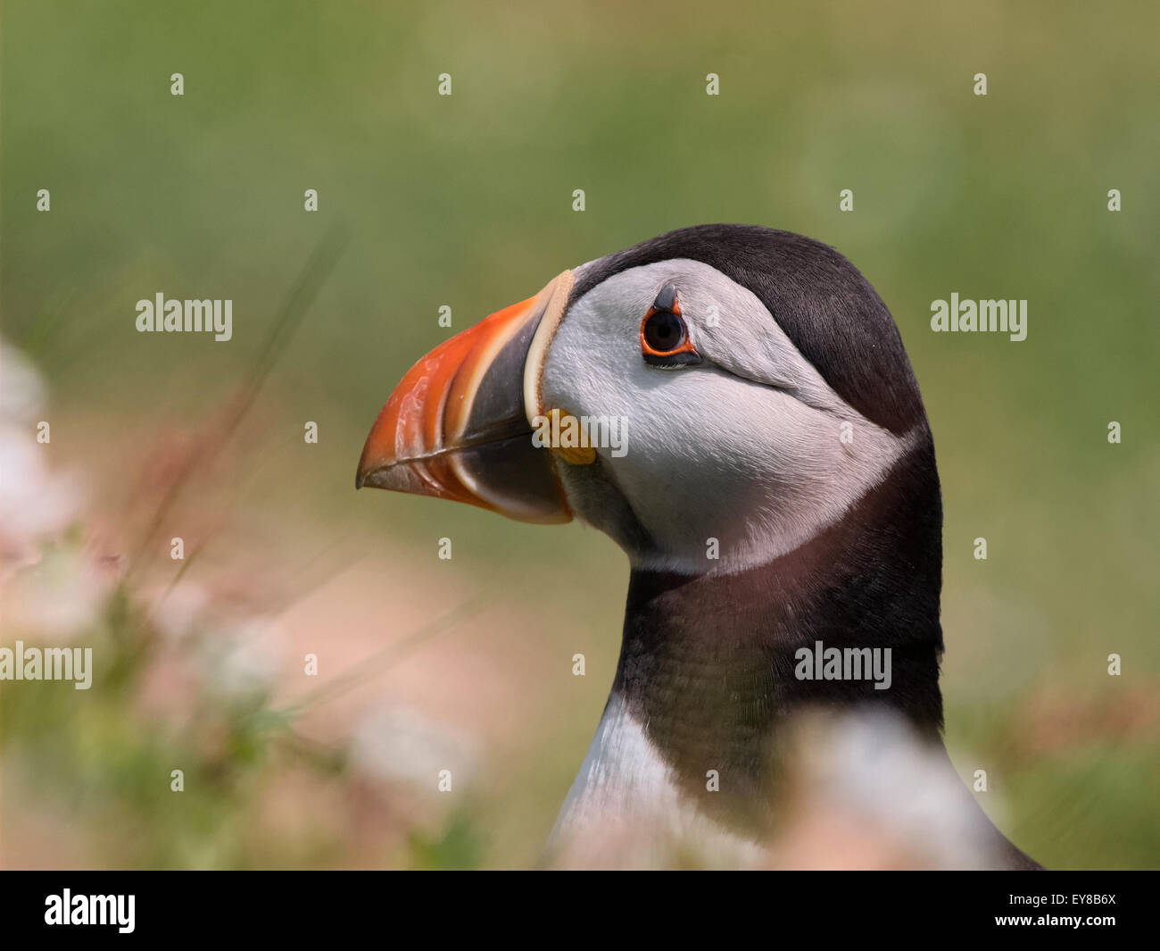 Puffin head hi-res stock photography and images - Alamy