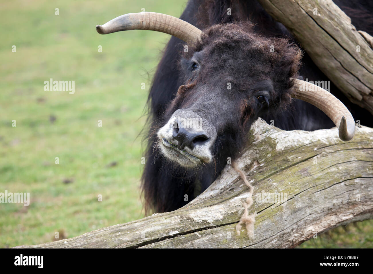 A Yak scratching its head on a fallen tree Stock Photo - Alamy