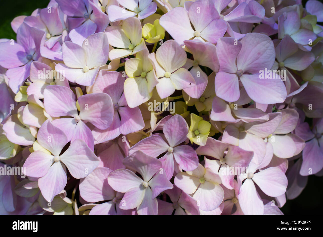 detail of a pale violet flower of an Hydrangea made of a lot of small ...