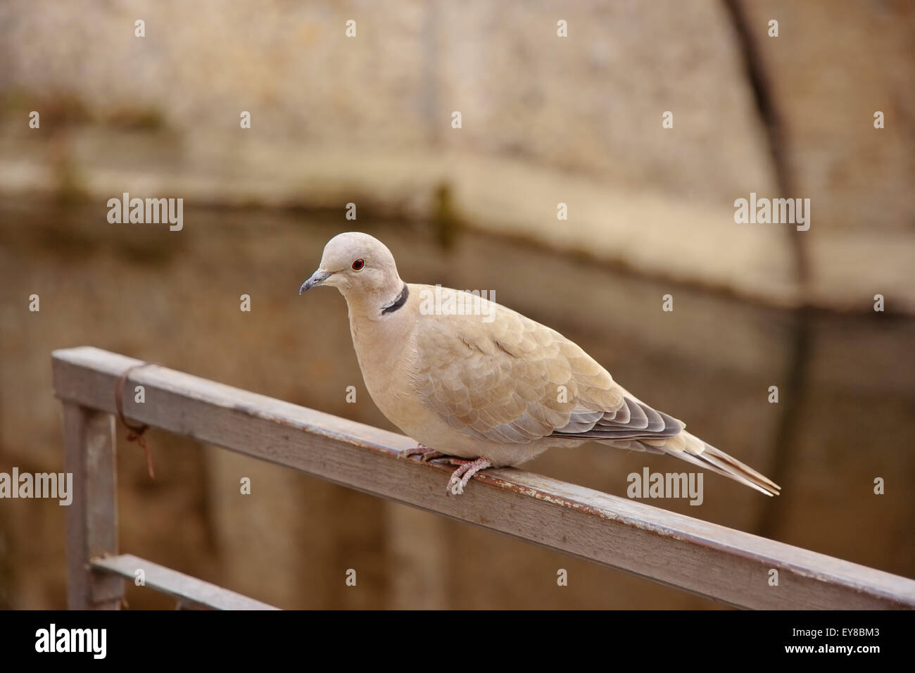 Eurasian collared dove, latin name Streptopelia decaocto resting alone ...