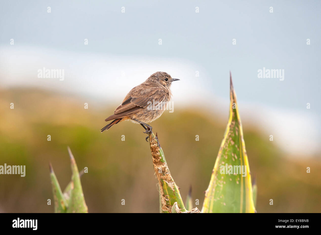 An LBJ or Little Brown Job, as birds that are difficult to identify are ...