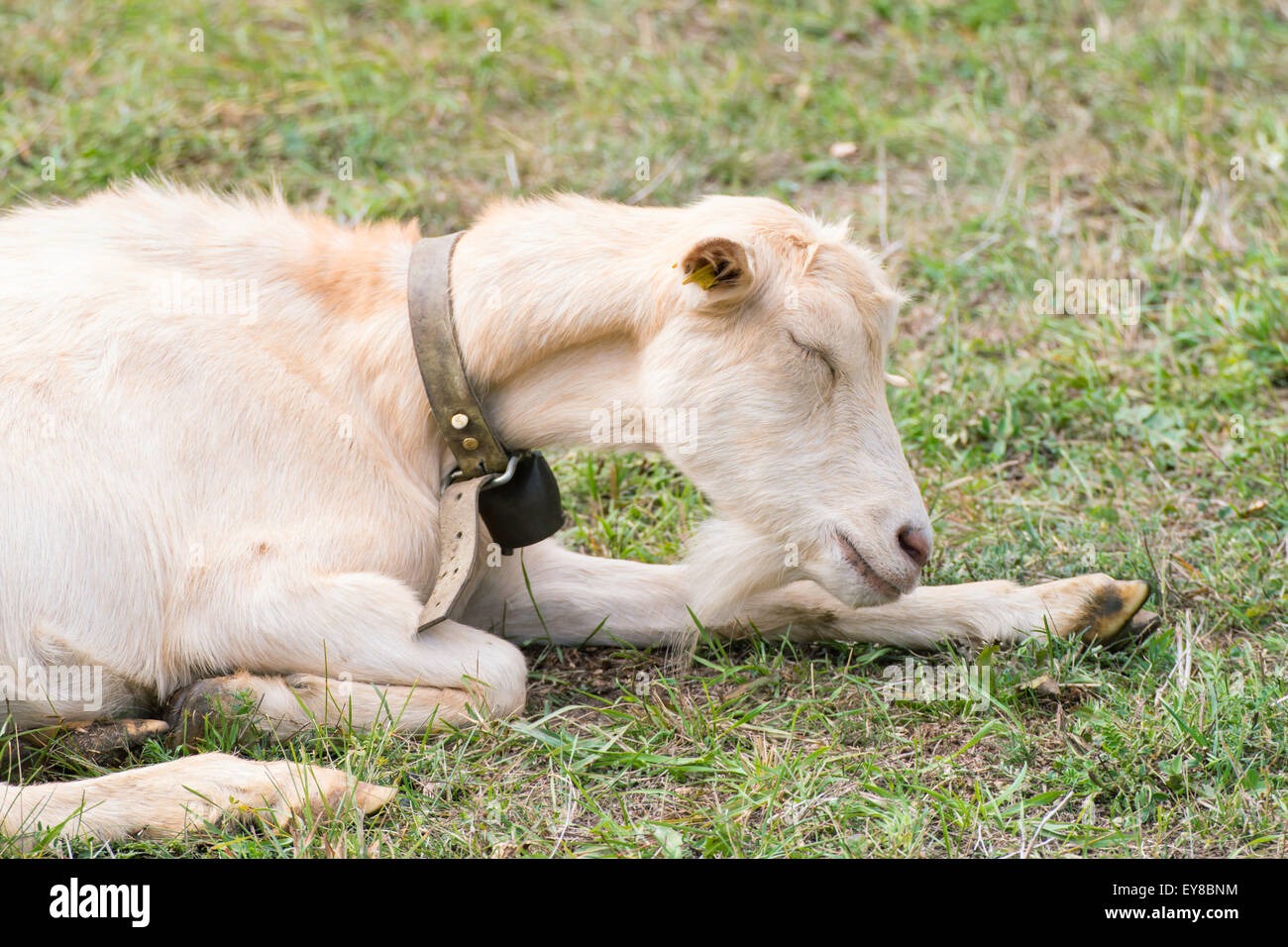 Caprine milk hi-res stock photography and images - Alamy