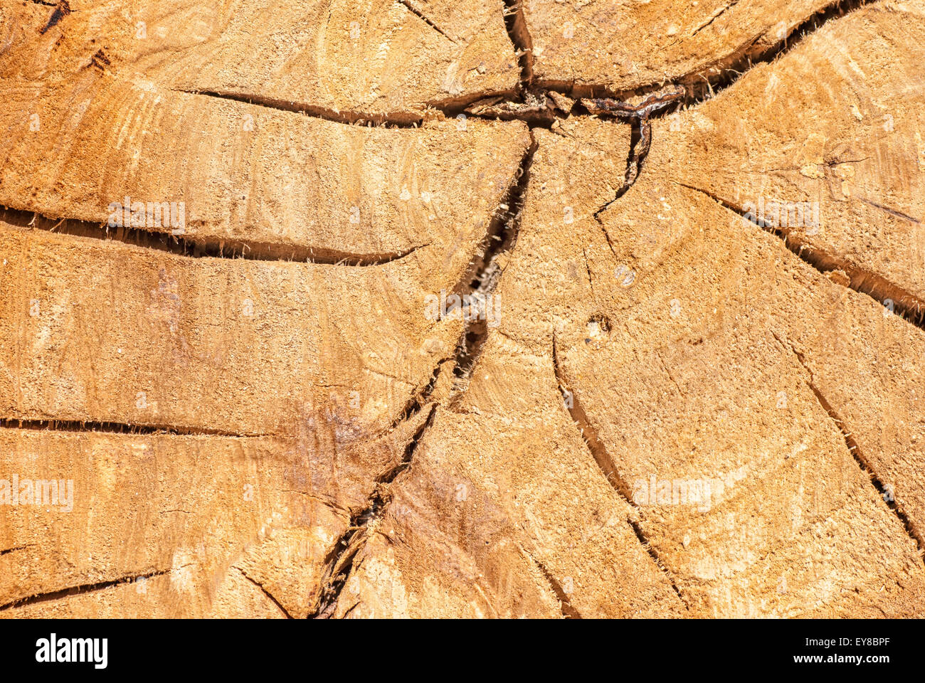 Tree texture background with cracks Stock Photo - Alamy
