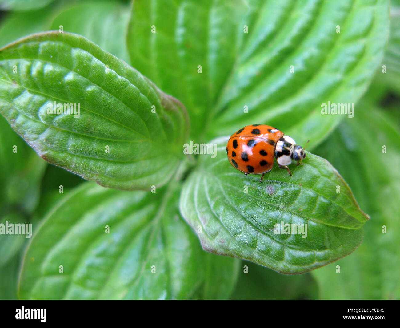 Ladybug green hi-res stock photography and images - Alamy