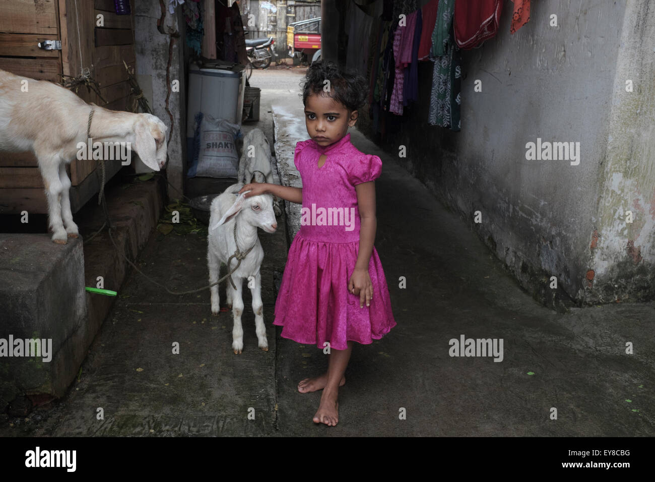 A child with her goats Stock Photo - Alamy