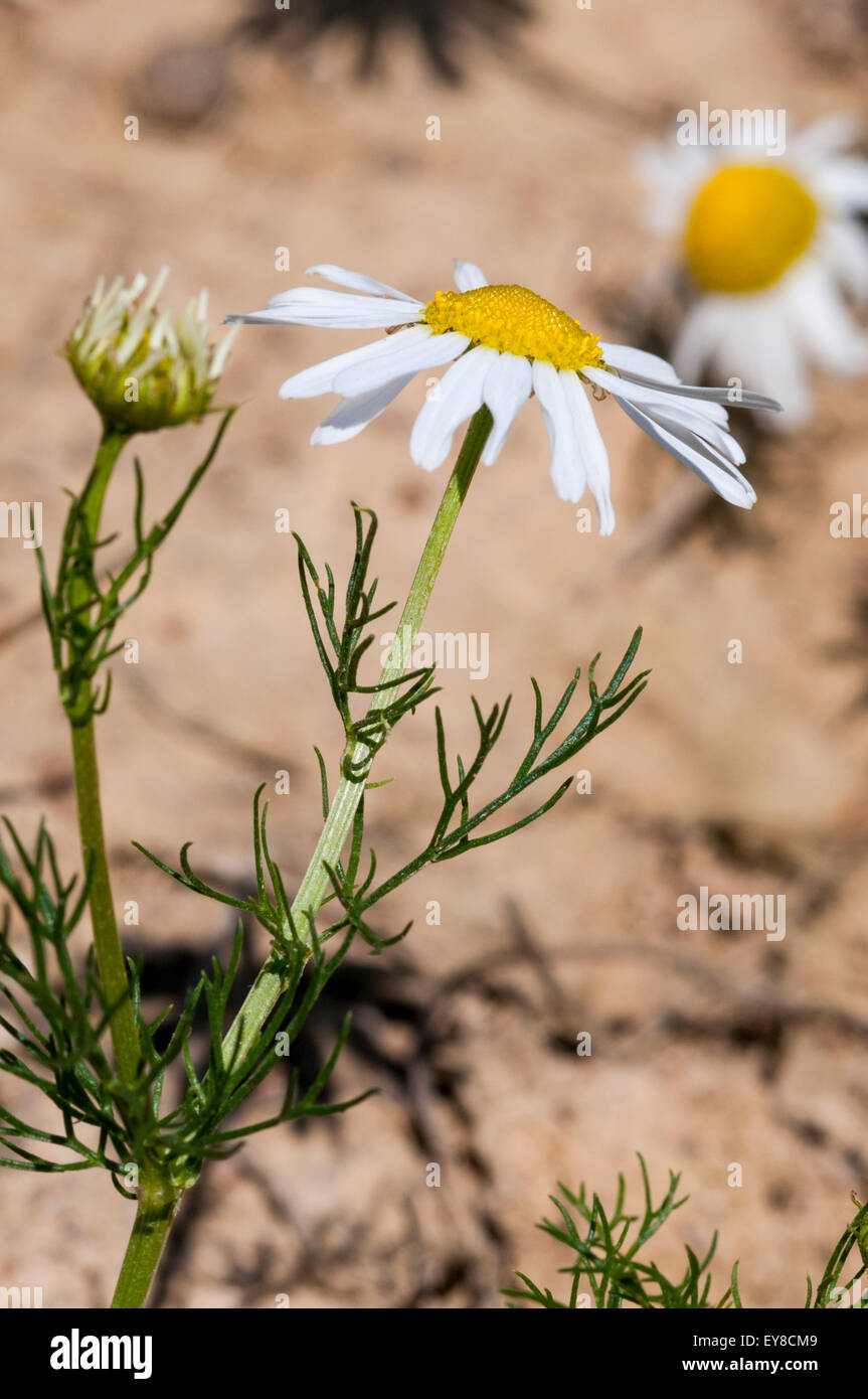 A flower of Scentless Mayweed also showing the leaves Stock Photo - Alamy