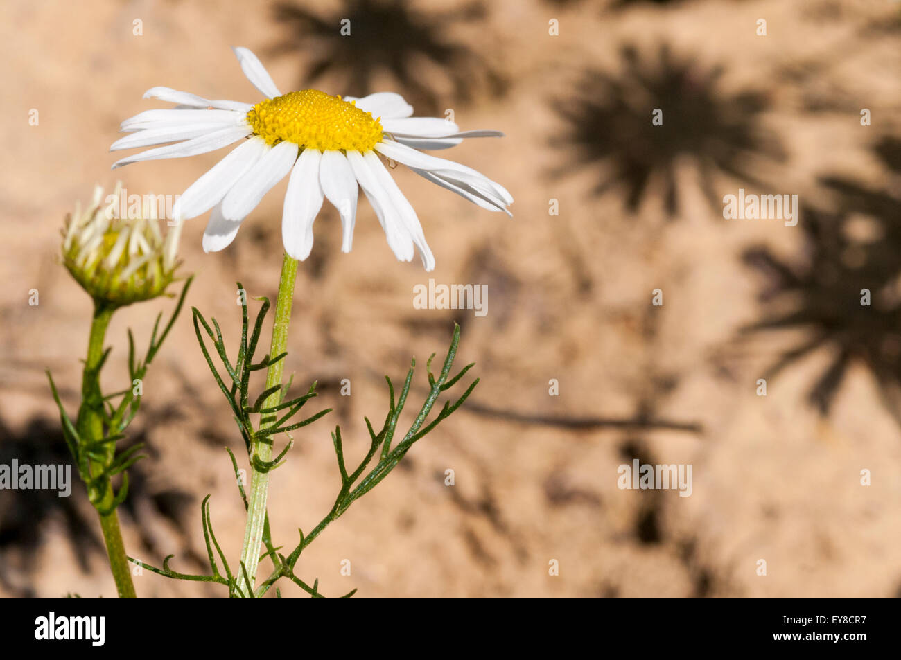 A flower of Scentless Mayweed also showing the leaves Stock Photo - Alamy