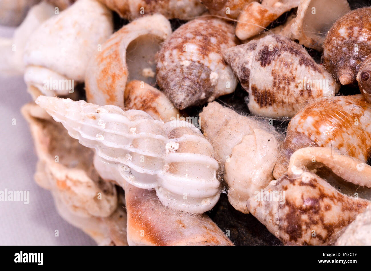 Background of sea shells Stock Photo - Alamy