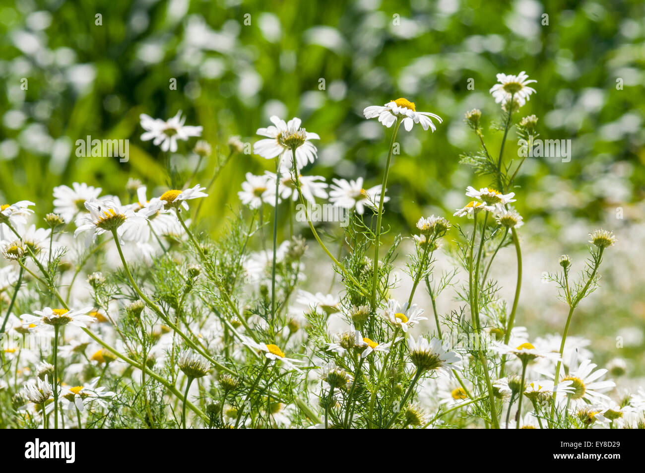 Scentless mayweed leaves hi-res stock photography and images - Alamy