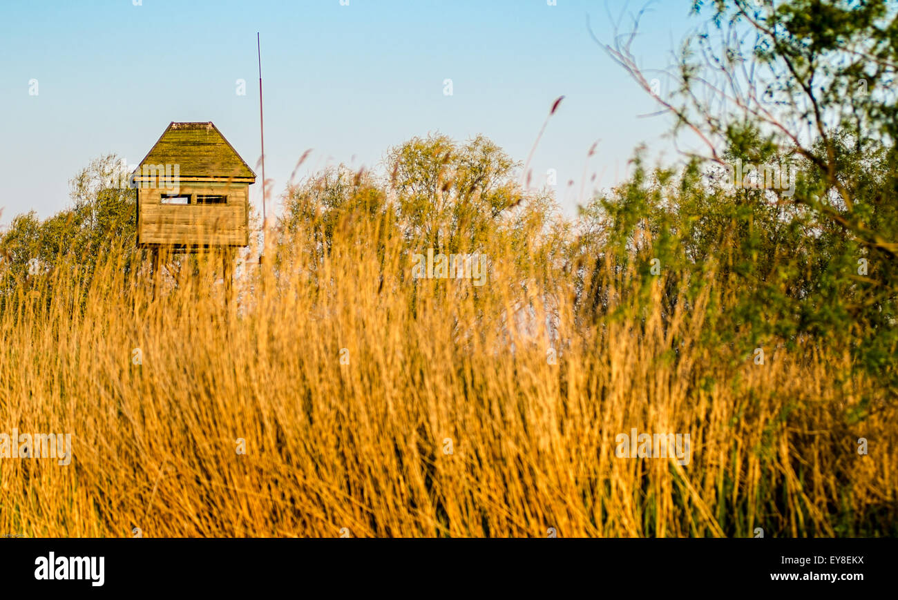 Hunting Hut among Reed bed Stock Photo - Alamy