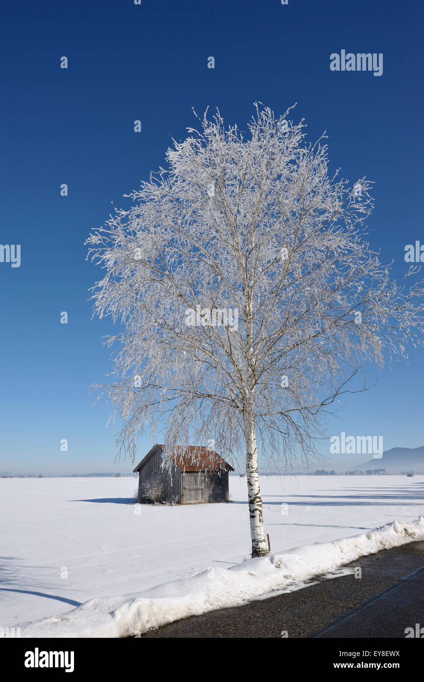 soft rime on birch tree and barn in winter landscape Stock Photo - Alamy