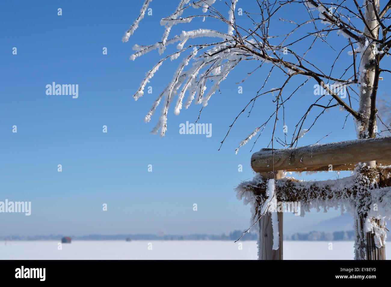 soft rime on a birch tree branch in winter landscape Stock Photo - Alamy