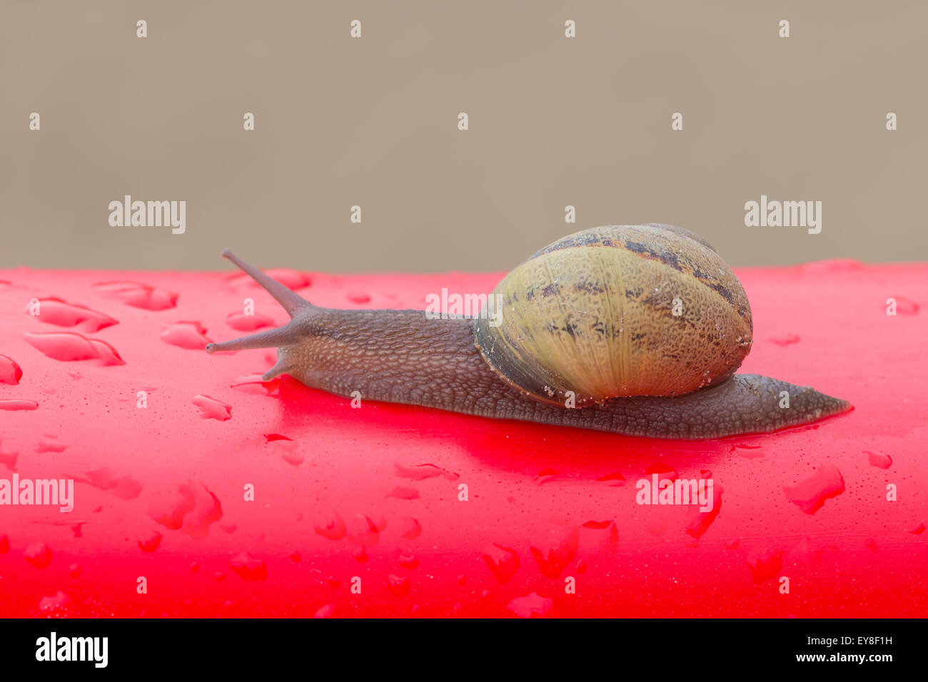 Snail on rain drops close hi-res stock photography and images - Alamy