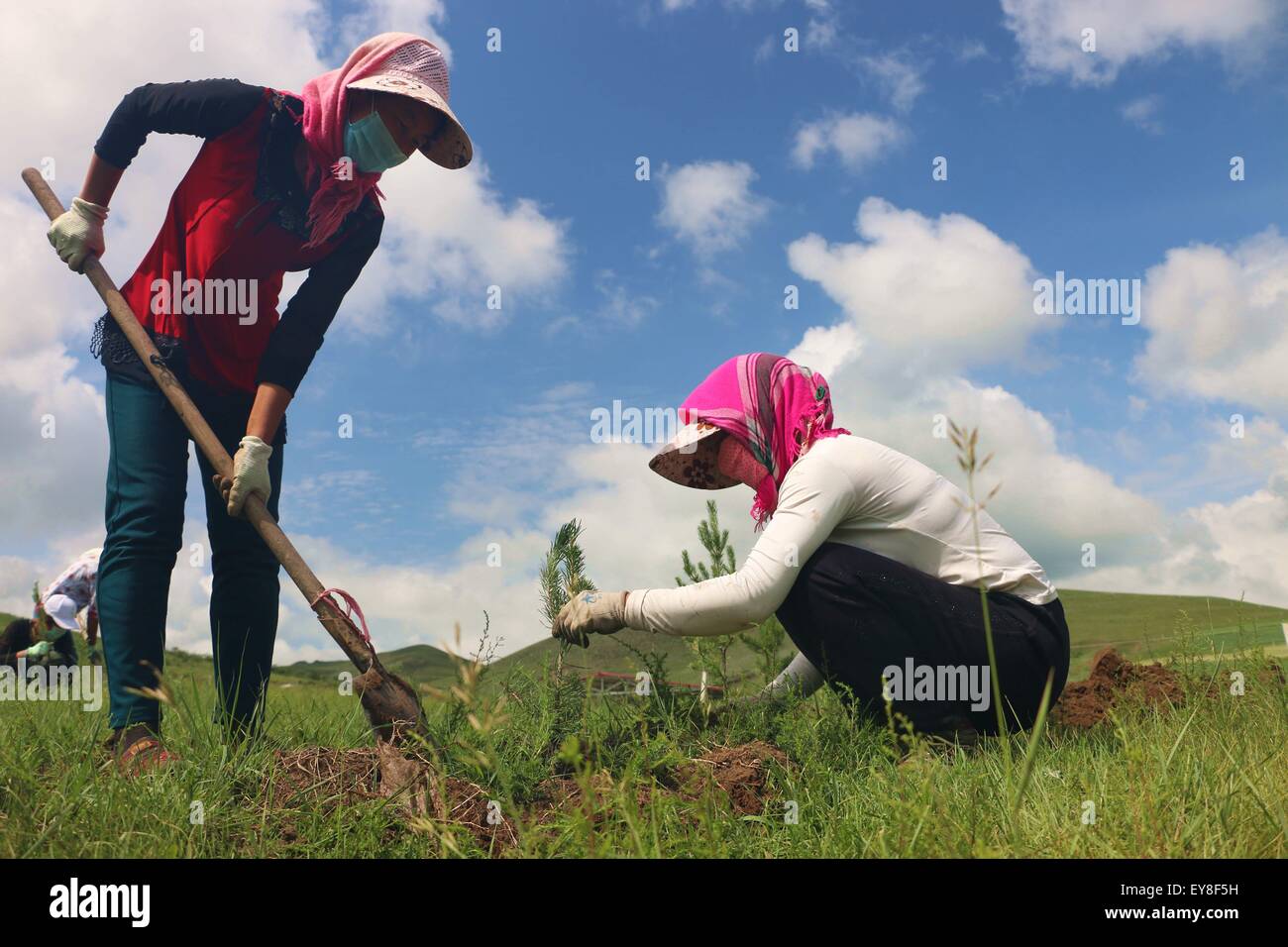 Chengde, China's Hebei Province. 24th July, 2015. Farmers plant pines ...