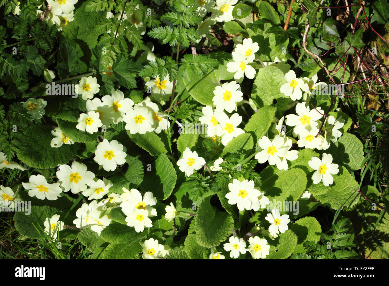 Spring wild flower hi-res stock photography and images - Alamy