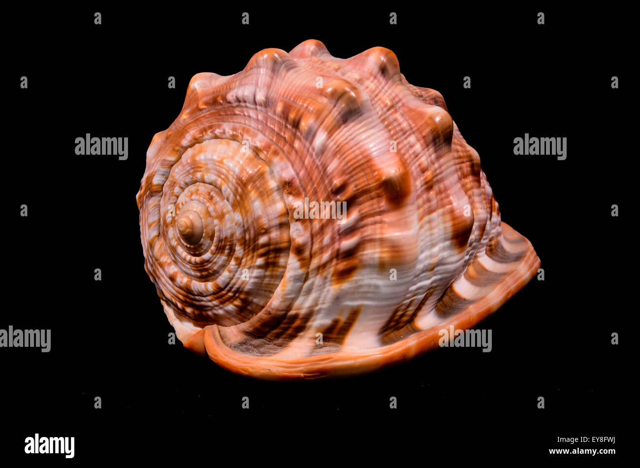 Orange Conch Sea Shell Stock Photo - Alamy