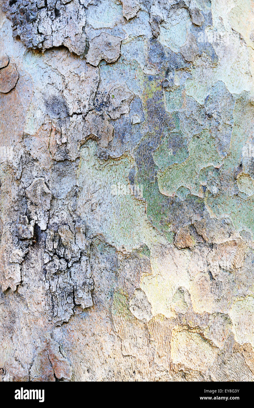 texture made of plane tree rough bark Stock Photo - Alamy
