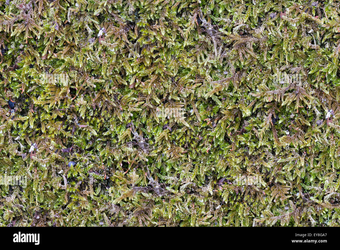 Green Moss. Seamless Tileable Texture Stock Photo - Alamy