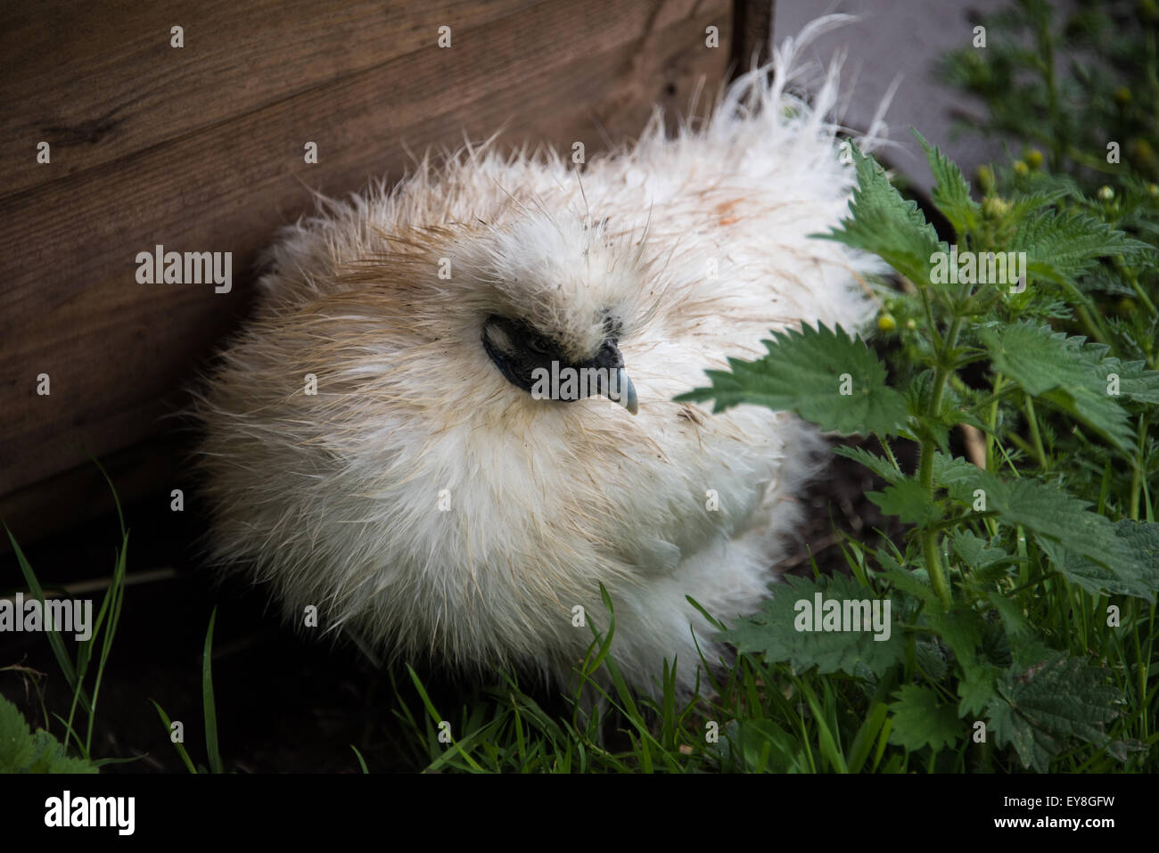 Cute Fluffy Baby Birds