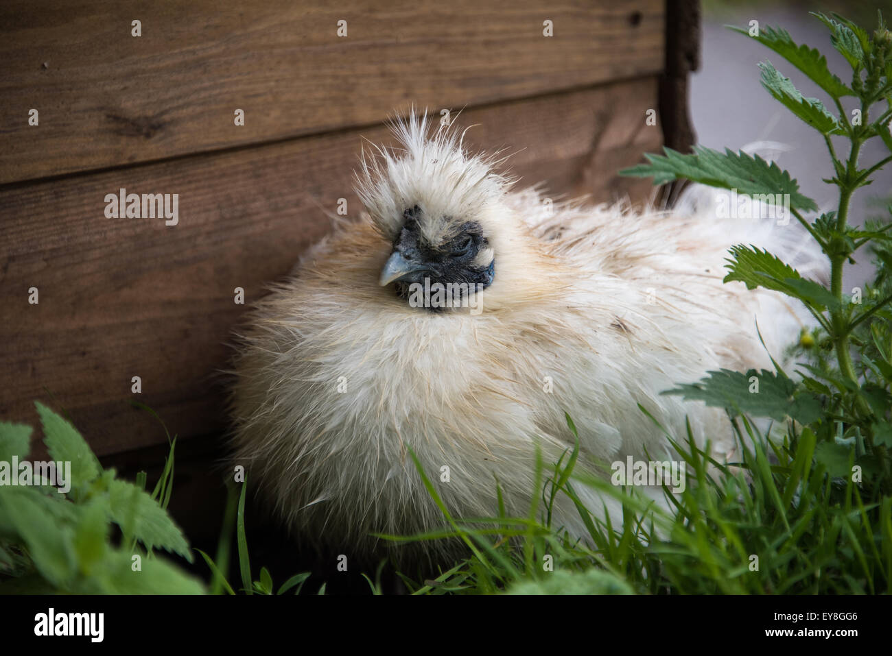 Fluffy White Bird High Resolution Stock Photography and Images - Alamy