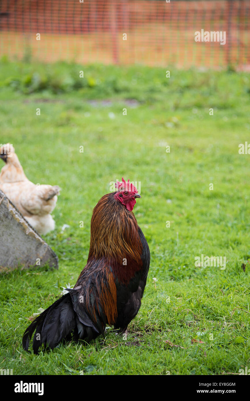 Cockerel standing proud, Northicote farm Bushbury wolverhampton Stock ...