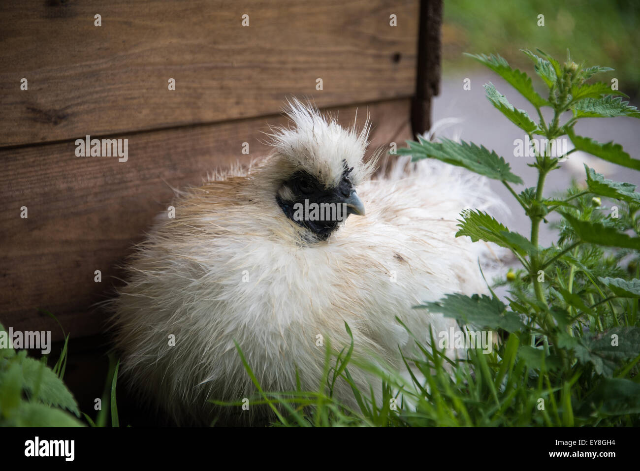 White fluffy bird, Northicote farm Bushbury wolverhampton Stock Photo ...