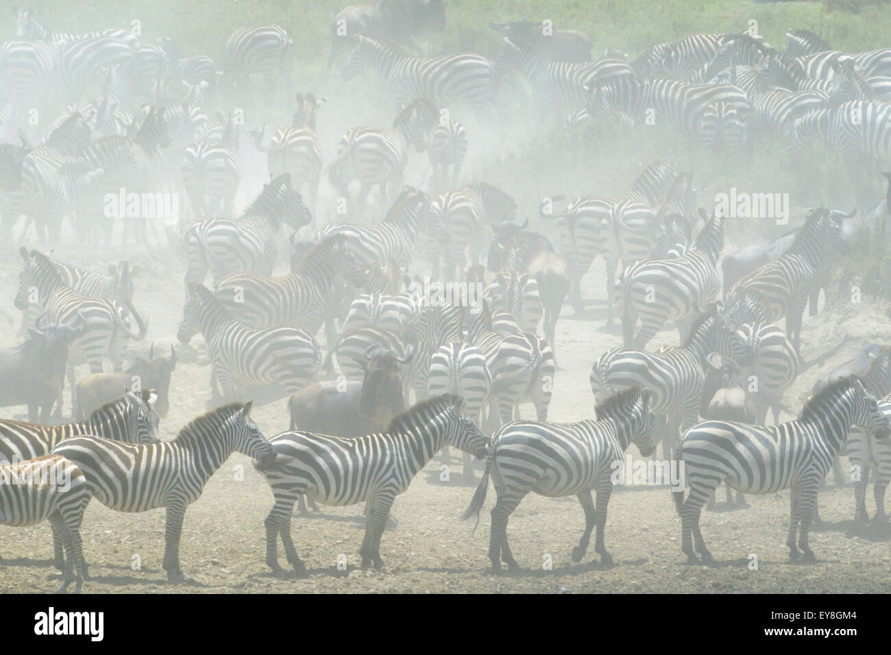 Serengeti zebra migration not mara hi-res stock photography and images ...