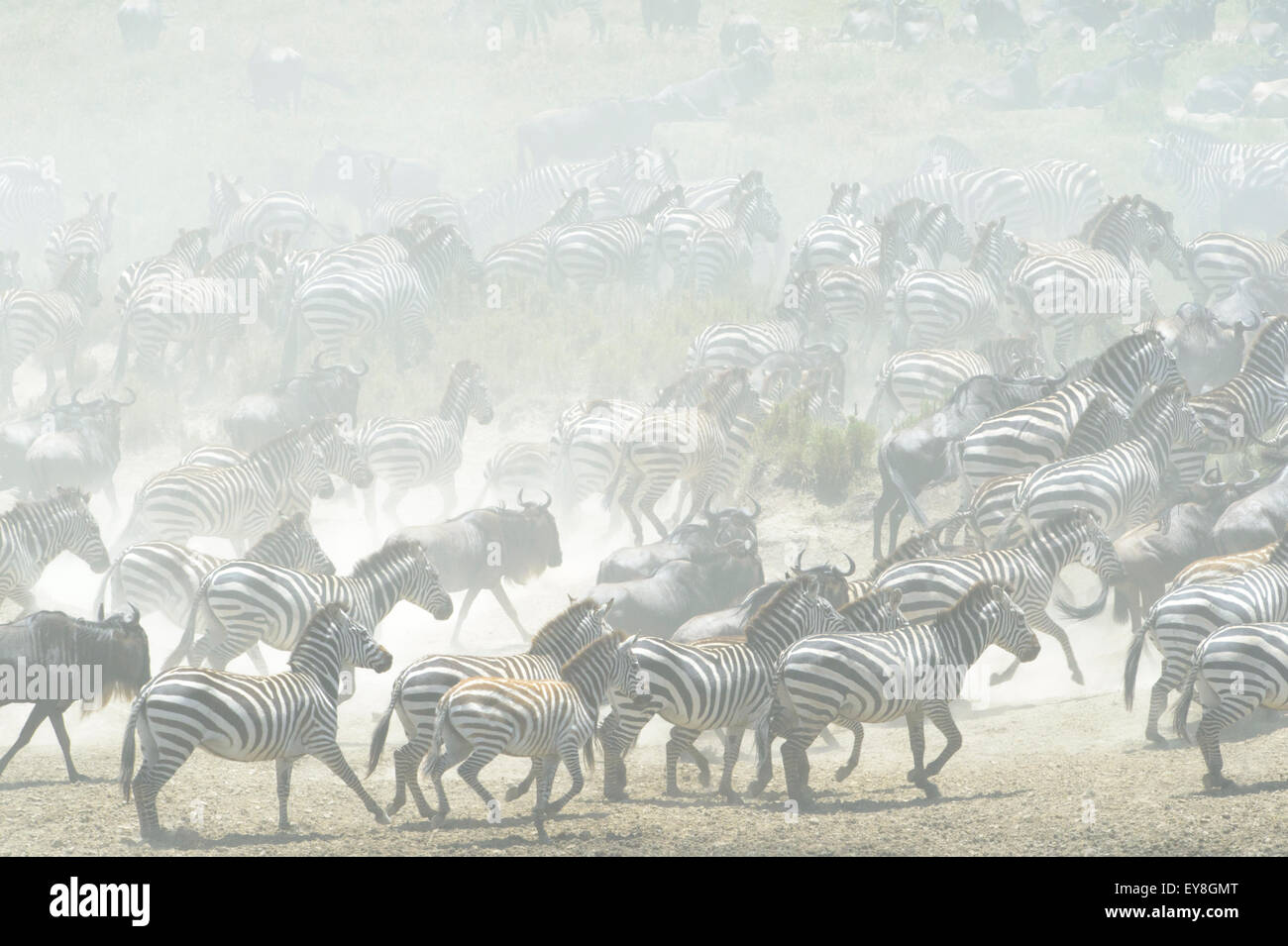 Zebra herd serengeti savanna hi-res stock photography and images - Alamy