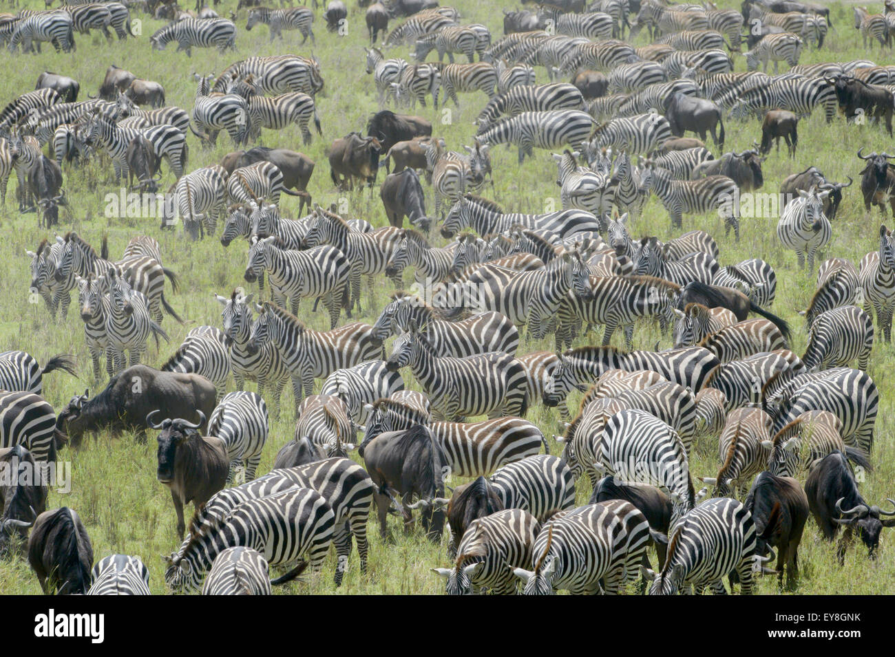 Serengeti wildebeest zebra hi-res stock photography and images - Alamy