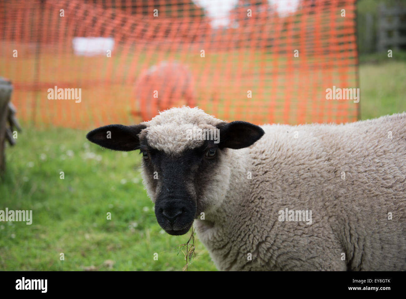 Sheep staring at the camera hi-res stock photography and images - Alamy