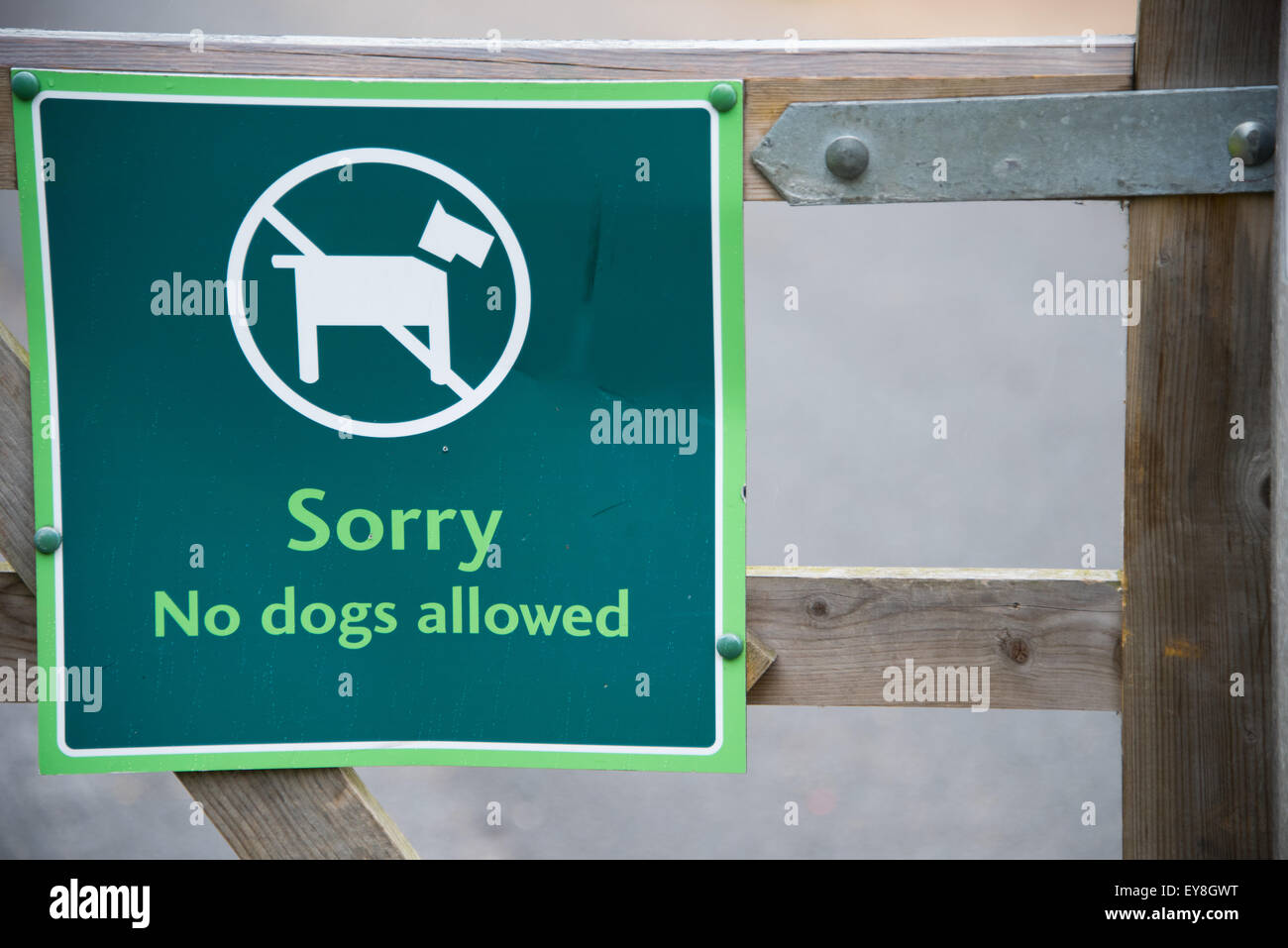 Sorry no dogs allowed sign green Stock Photo - Alamy