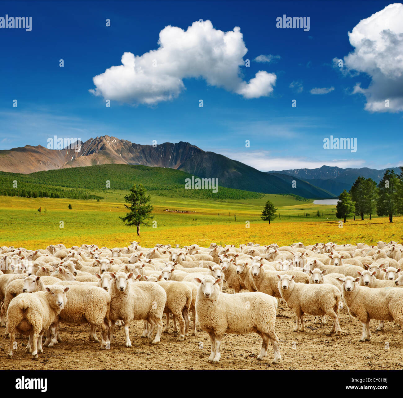 Mountain landscape with sheep and blue sky Stock Photo - Alamy