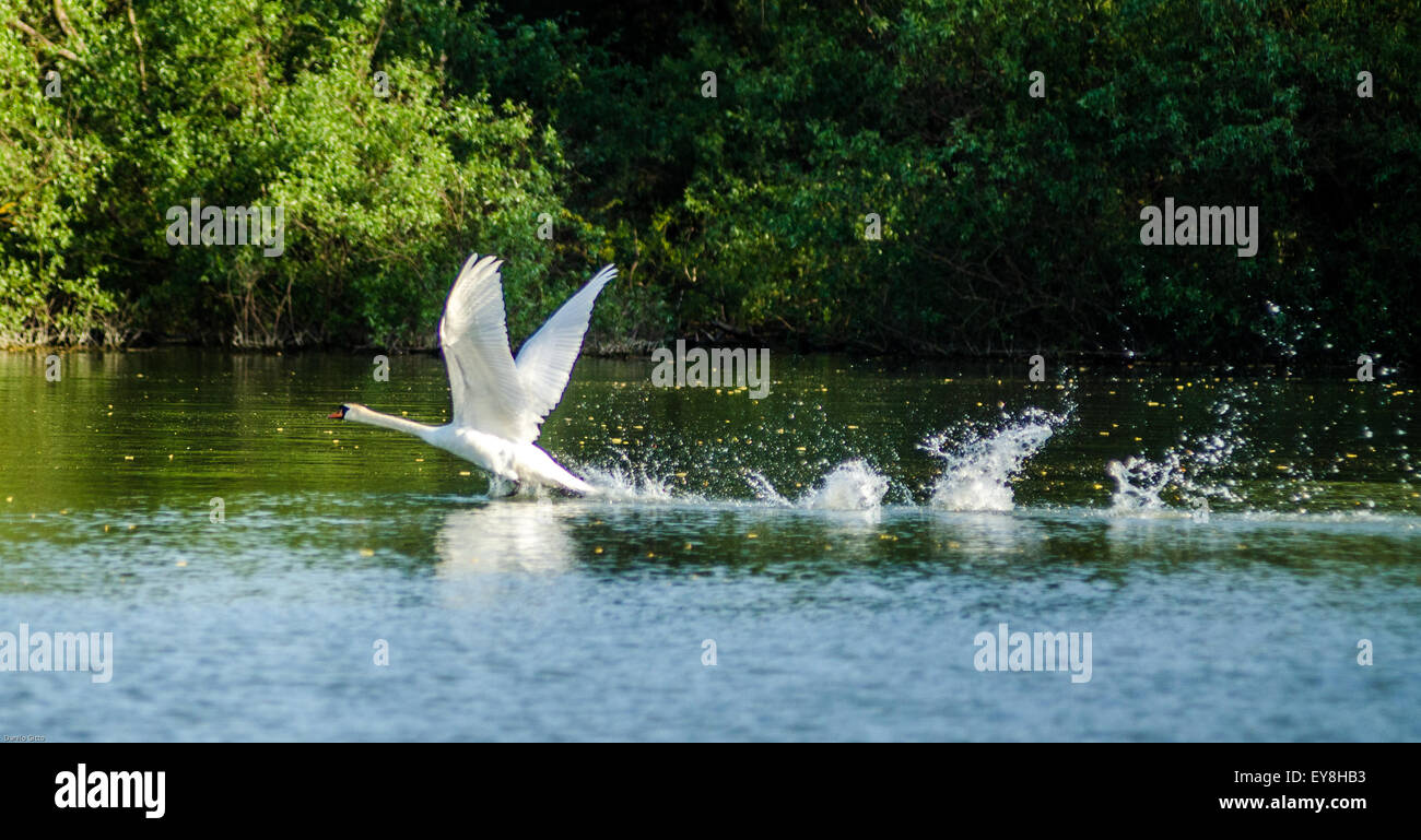 The Danube Delta Swan takes flight from tranquil waters surrounded by ...