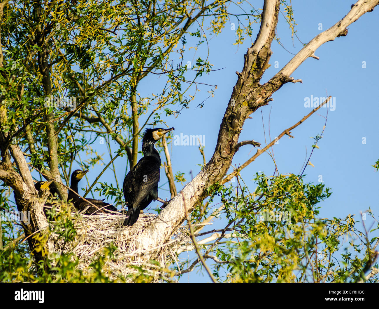 Danube delta bird hi-res stock photography and images - Alamy