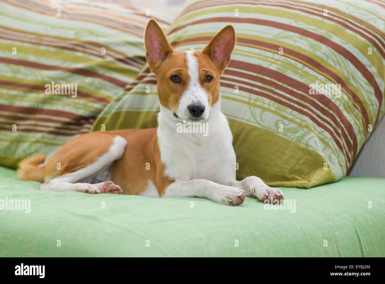 Royal basenji lying on the sofa Stock Photo - Alamy