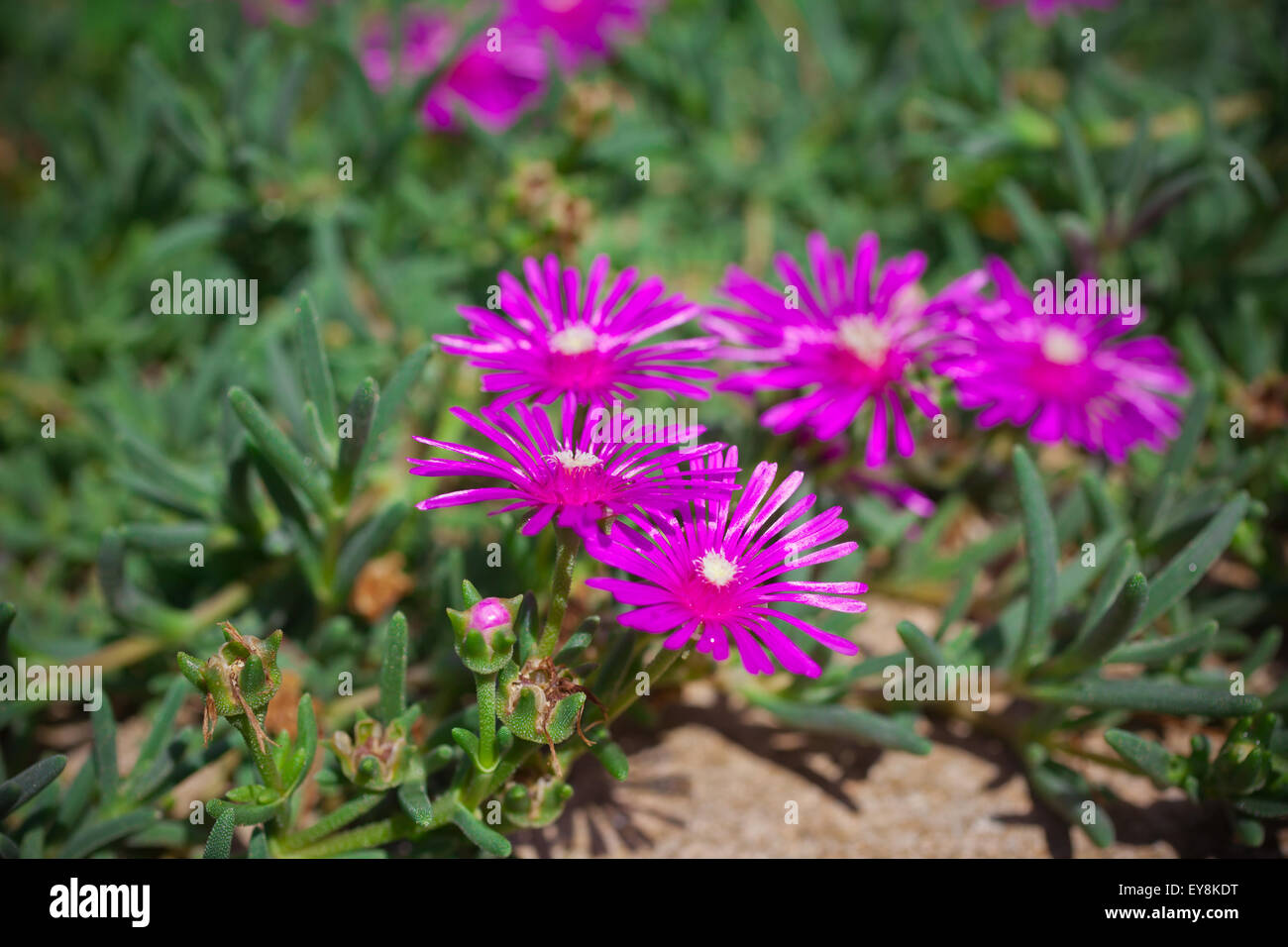 Lampranthus (Ice Plant) flowers in the nature Stock Photo - Alamy