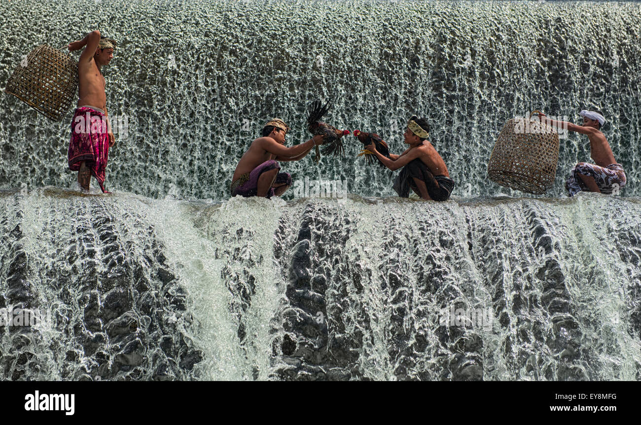Cookfight at Tukad Unda Dam Stock Photo - Alamy