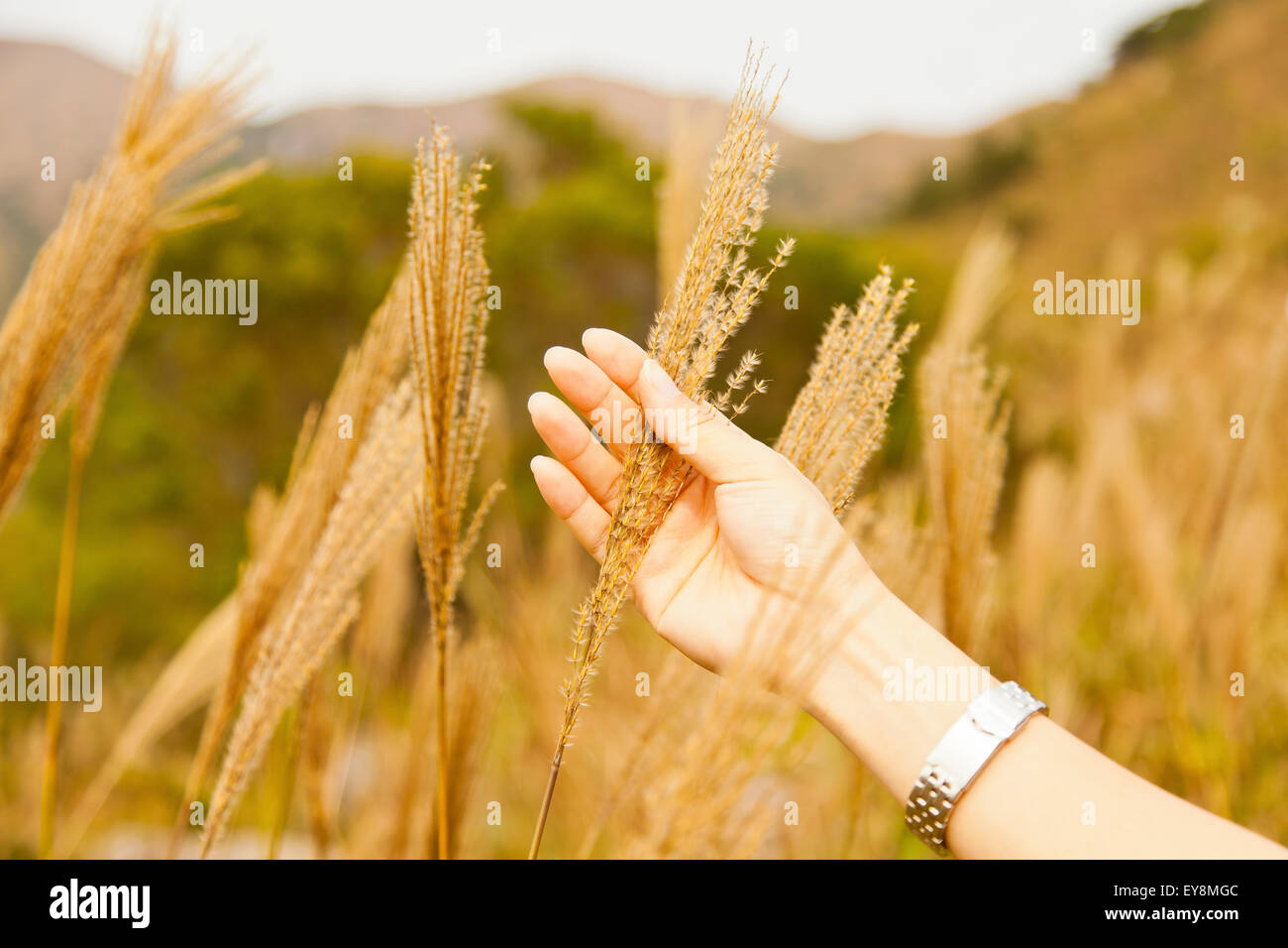 Female hand in the wheat field Stock Photo - Alamy